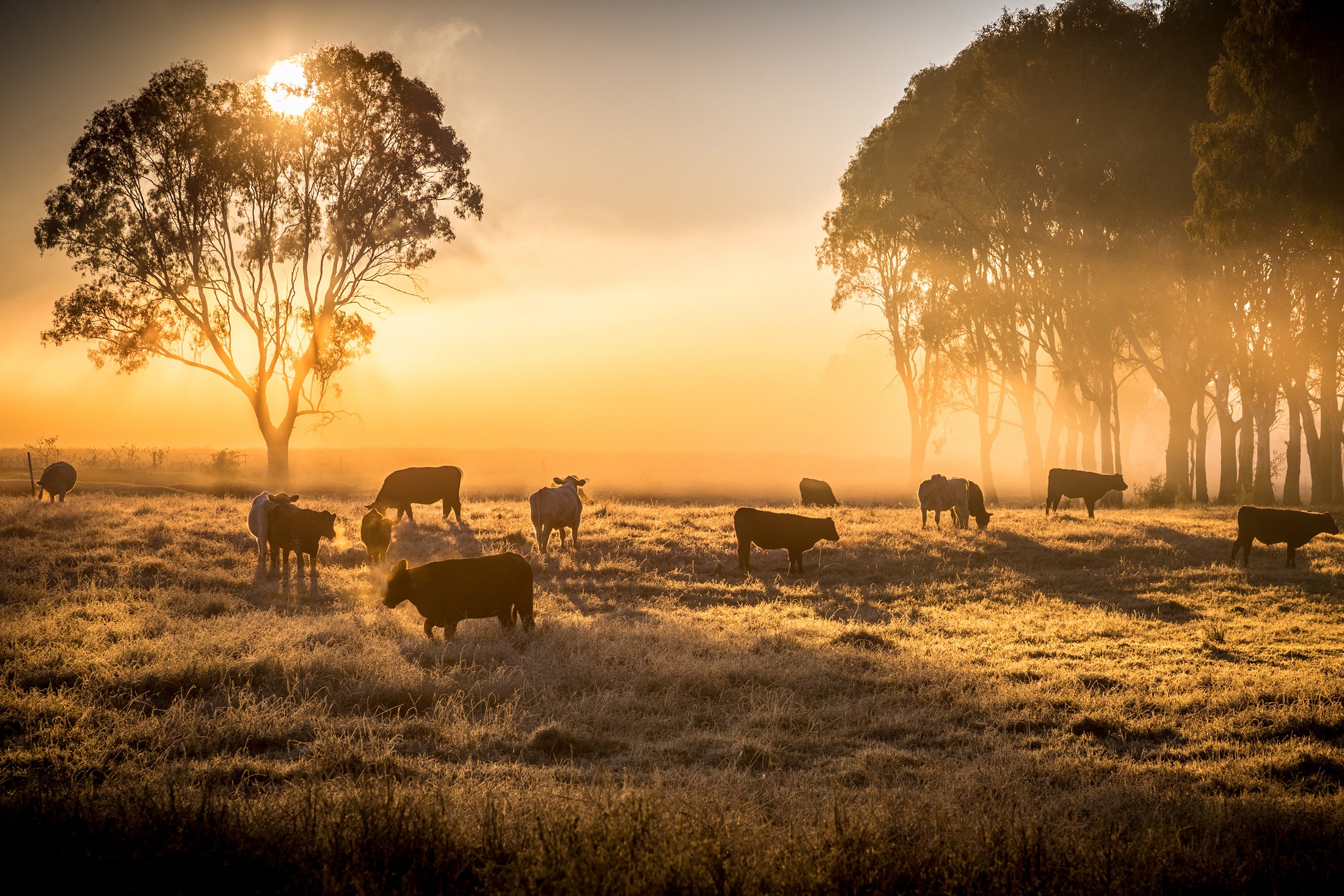 Bone Marrow Benefits: An Ancestral Health Perspective | Enviromedica