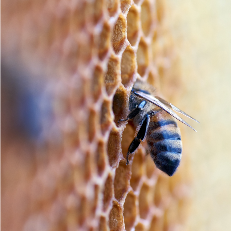 Bee-Ome Gold – Enviromedica